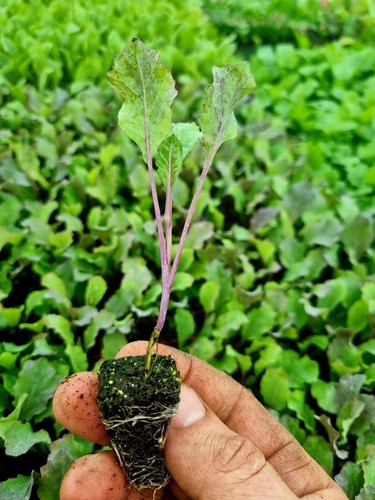 January King Cabbage Plug Plants "Grow Your Own" Vegetables *LETTERBOX ...