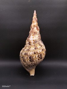 She Sells Shells Caloundra | eBay Stores