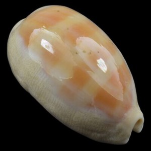 xavishells | eBay Stores