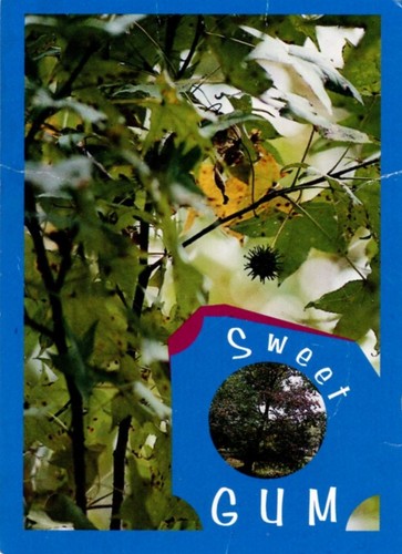 INTERNATIONAL PAPER cards Riegelwood Mill NC Sweet GUM | eBay