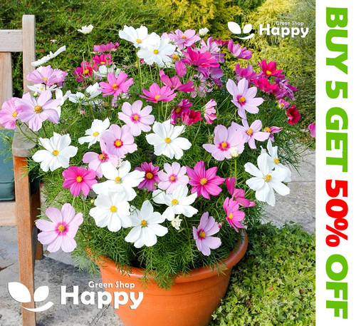 DWARF COSMOS VEGA - 300 SEEDS - Cosmos bipinnatus - EARLY AND LONG ...