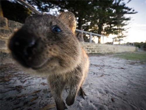 AUSTRALIAN QUOKKA GLOSSY POSTER PICTURE PHOTO PRINT BANNER smile ...