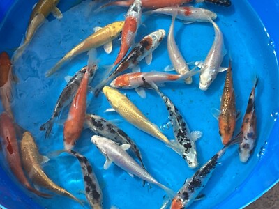 Koi Fry for sale | eBay