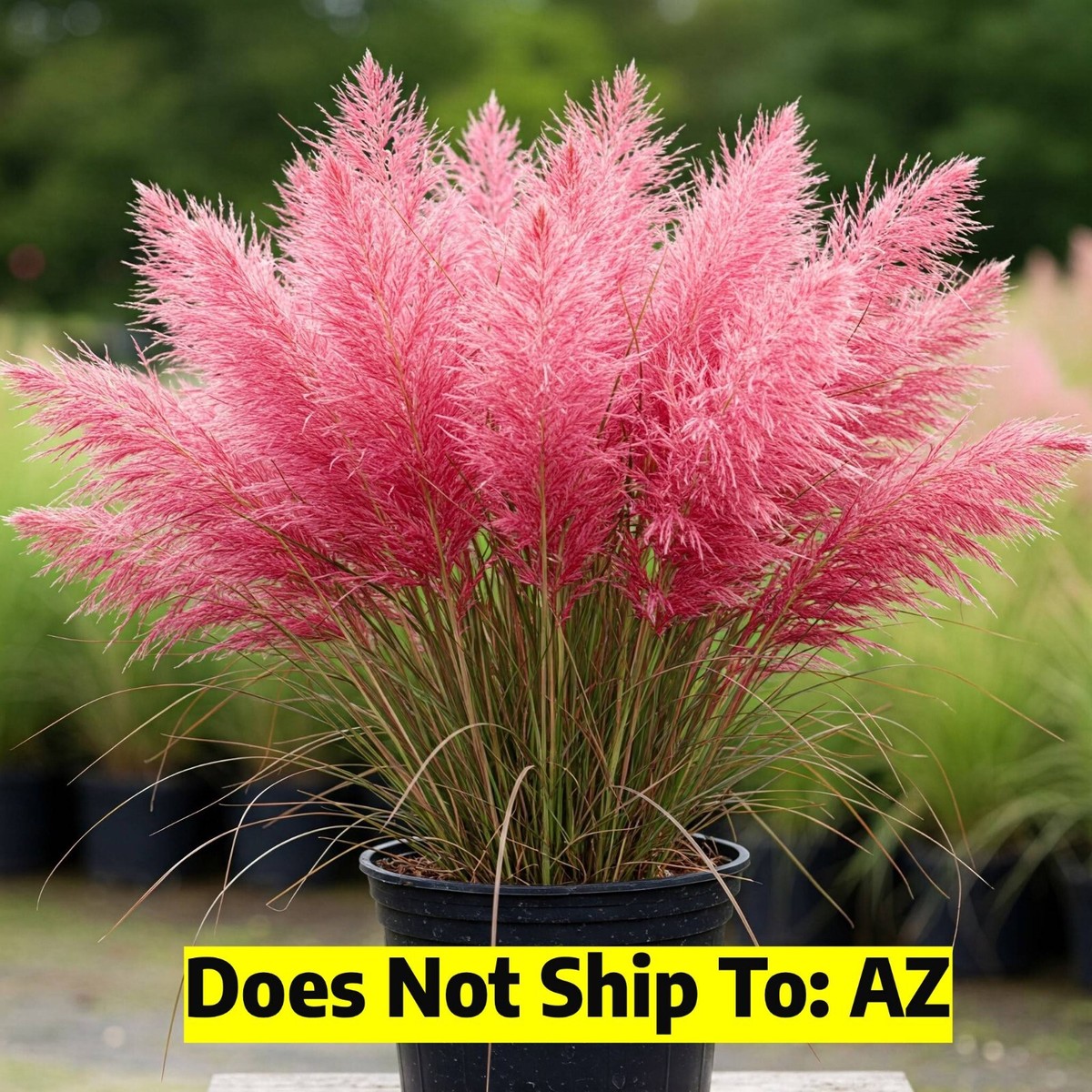 Zona De Crecimiento De Pasto De La Pampa AgroCampanaNoticias