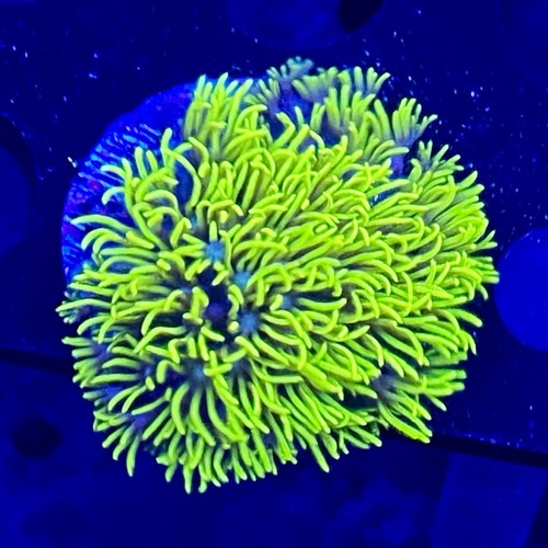 Live Coral Frag Absolutely Fish Naturals Green Star Polyp Buy 3 Get 1 ...