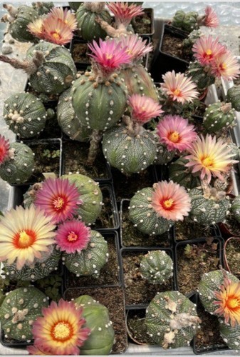 1082. 250 SEEDS Astrophytum asterias DIFFERENT FLOWERS / aztekium | eBay