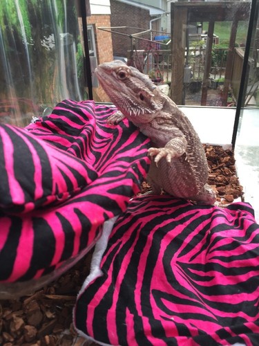 ZEBRA PRINTS LRG RESTING SOFT BED COVERS ONLY (NO FRAME BED) 4 BEARDED ...