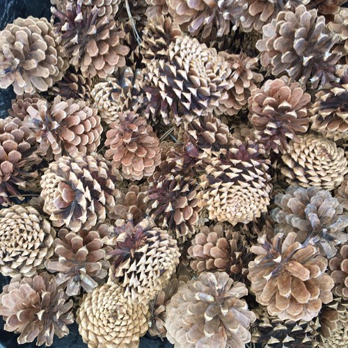 Lot of 10 fresh Large Ponderosa Pine Cones | eBay