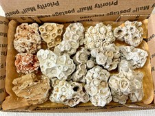 Coral Fossils | eBay