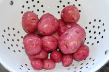 seed potatoes products for sale | eBay