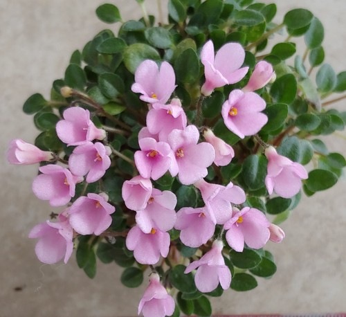 African Violet Plant ~ Brazos Belle ~ Miniature Trailer ~ Multiple ...