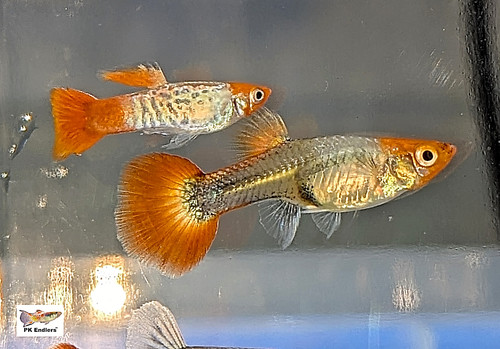 PK Endlers RED KOI SNAKESKIN GUPPY - CHOOSE OPTIONS | eBay