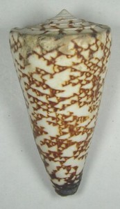 Rick Negus Specimen Shells | eBay Stores