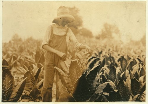 George Barbee,Tobacco Farming,Nicholas County,Kentucky,Lewis Wickes ...