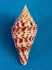 wenrab_shell | eBay Stores