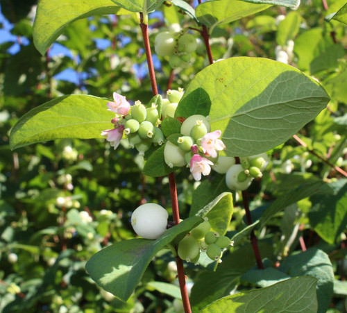 40 Snowberry Seeds (Symphoricarpos albus) HONEYSUCKLE Bush Shrub FREE ...