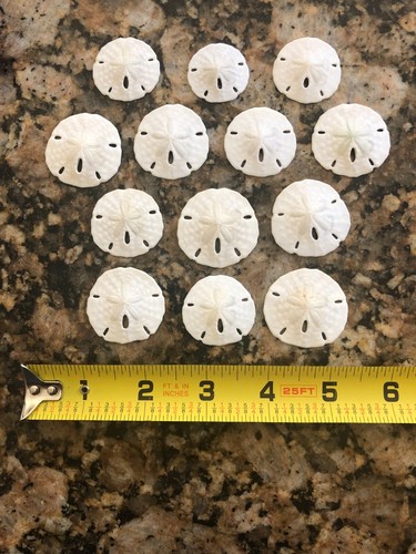 Sand Dollar | Real Sand Dollars 1- 1 1/2" | Set of 13 | eBay