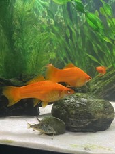 Red Velvet Swordtails Fish for Sale | Offering 20 varieties of ...