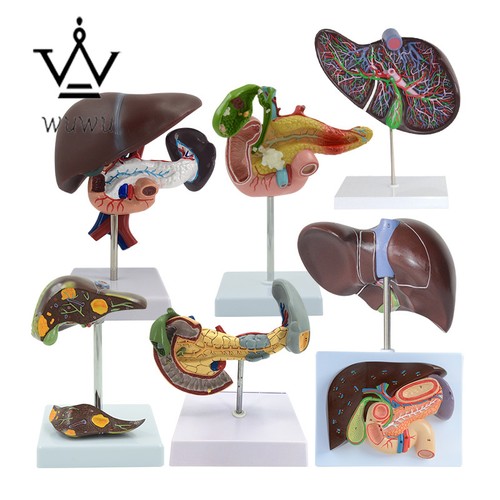 Highly Simulated Liver Anatomy Model Liver Gallbladder Pancreas Spleen ...