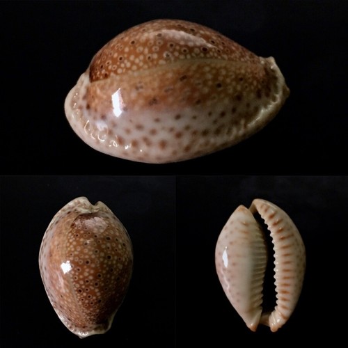 Cypraea ocellata, Muscat, Oman, 28,8 mm, DARK, REALLY NICE, OLD COLL ...