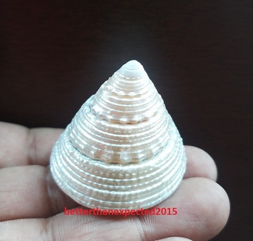 Moti Shankh, Mother of Pearl, Pearl Conch For Laxmi Pooja Size 4.5 cm ...