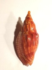 Voluta Shells for sale | eBay