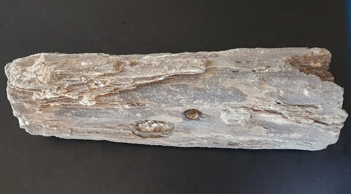 Petrified Wood Very Heavy Nice Definition | eBay