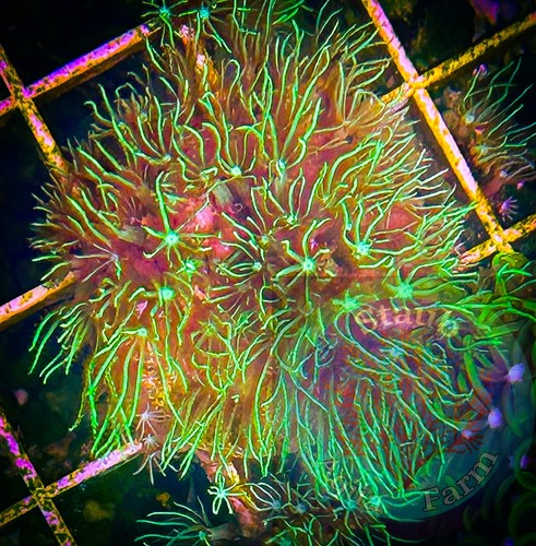 SAF~1 Inch Green Star Polyp Coral Frag “WYSIWYG” GSP, Soft Corals, reef ...