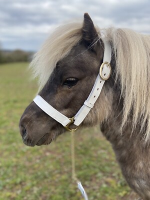 In Hand Show Bridle for sale | eBay