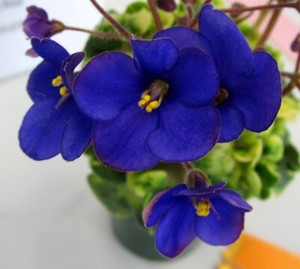 Bloomlovers Violets | eBay Stores