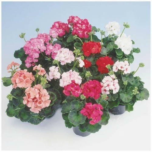 GERANIUM Pluto Hybrids Mix x10 Seeds. Heavy flowering premium hybrid ...
