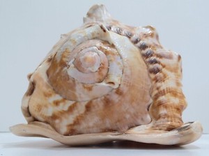 Queen Helmet Shell for sale | eBay