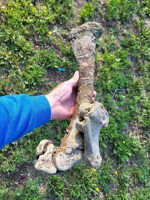 Bison Fossil for sale | eBay