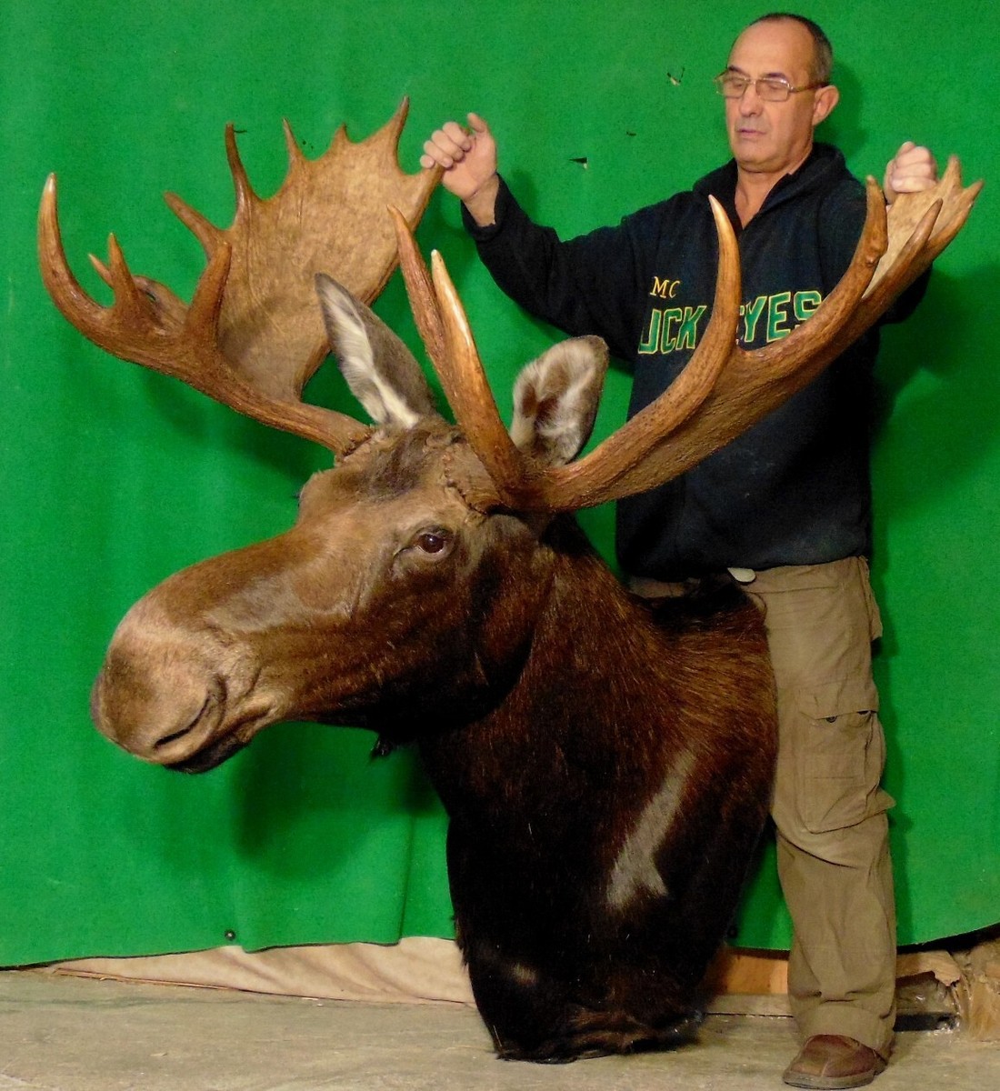 Cabeza De Alce Toro Una Cabeza De Ciervo Con Flores En Ella Y Un Toro