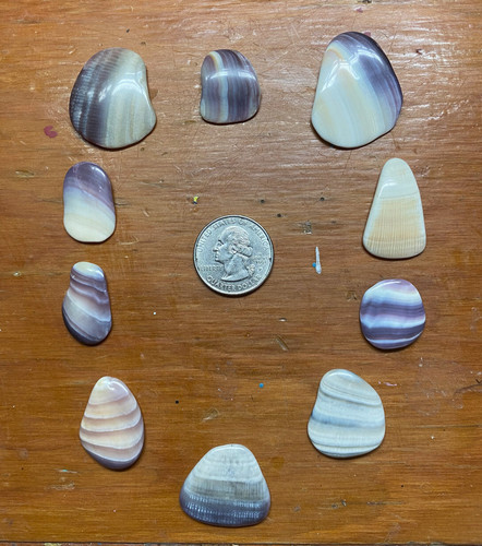Quahog Shell Wampum - POLISHED 10 Pieces Jewelry Grade Jones Beach Long ...