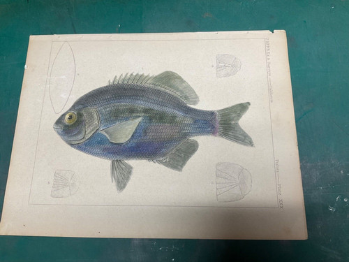 Hand Colored Antique Fish Engraving | eBay