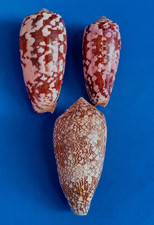 wenrab_shell | eBay Stores