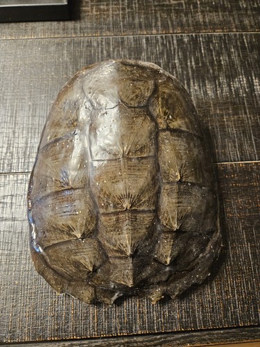 Real Snapping Turtle Shell Taxidermy Crafts Cabin Decor 12 1/2" X 10 1/ ...