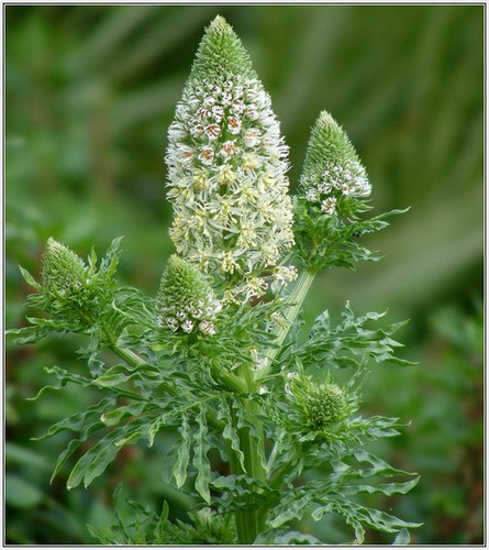 285 SEEDS - mignonette, SWEET reseda odorata White flower - BUY 15 ...