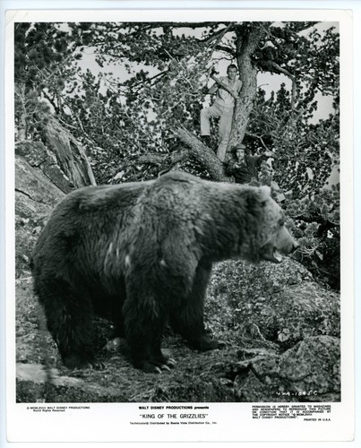 1968 King Of The Grizzlies 8 x 10 B&W Press Photo Walt Disney Jack Van ...