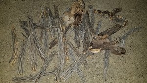 Pwilly's Fish Emporium | eBay Stores