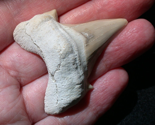 Large Extinct Otodus Fossil Shark Tooth Megalodon Ancestor 2 Inches ...