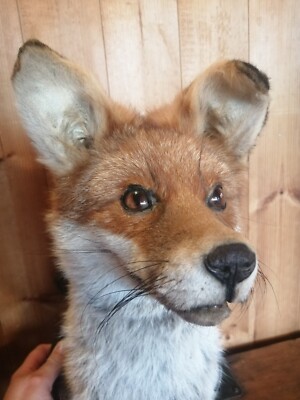 Stuffed Fox for sale | eBay