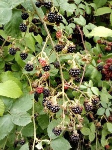 Blackberry Seeds for sale | eBay