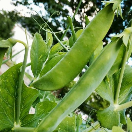 Peas - Progress #9 (Shell Peas) | eBay