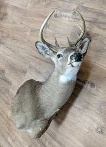 10 Point Deer Mount for sale | eBay