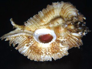 seashellauction | eBay Stores