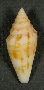 Rick Negus Specimen Shells | eBay Stores