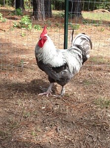 Becky's Birds of Texas | eBay Stores