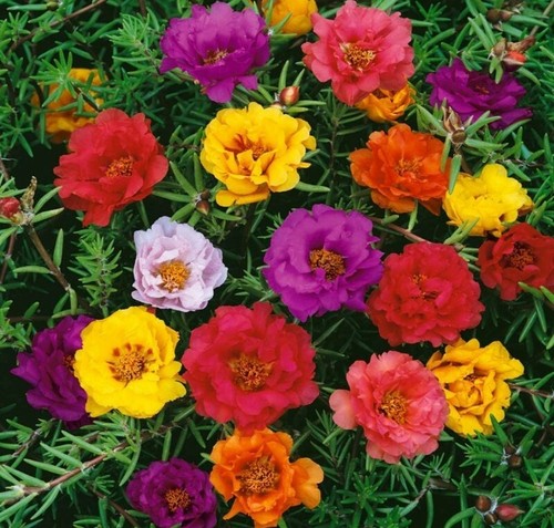 20+ MOSS ROSE SEEDS PORTULACA DOUBLE MIX annual FLOWER garden | eBay